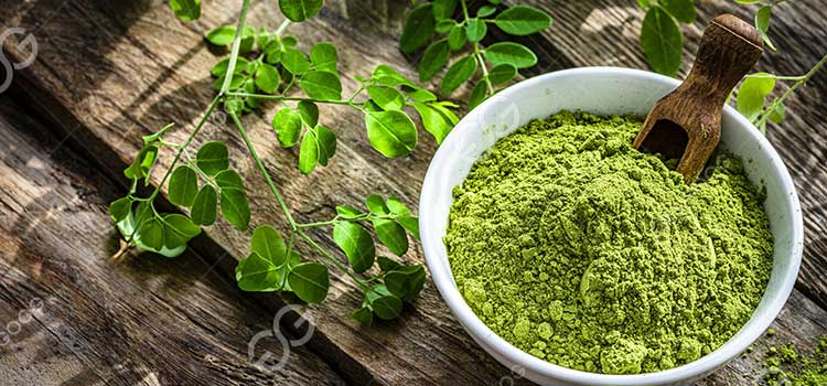 Moringa Leaf Powder Manufacturing Process