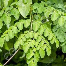 What Is The Best Drying Method For Moringa Leaves In Plant?