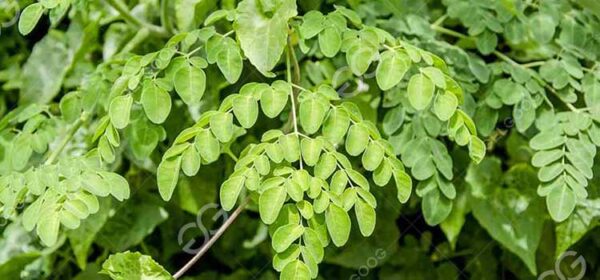 Moringa Tree Planting and Care