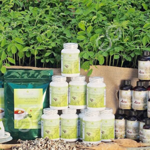 What Is The Best Drying Method For Moringa Leaves In Plant?