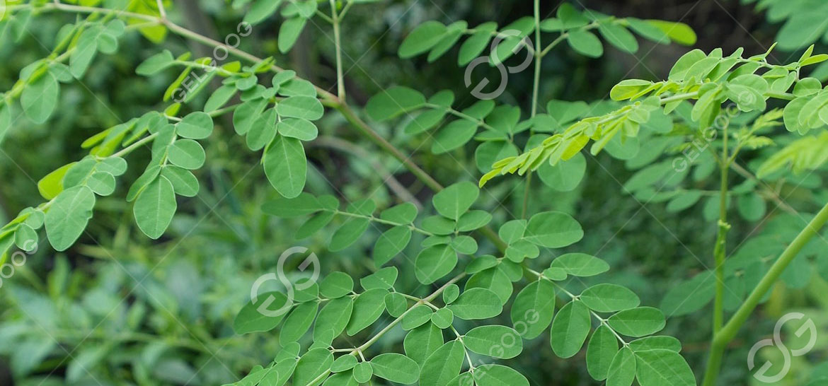 Moringa Leaves Efficacy And Role