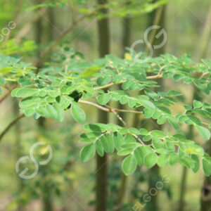 What Is The Best Drying Method For Moringa Leaves In Plant?
